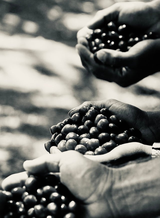 Single Origin Coffees | ToxikBean